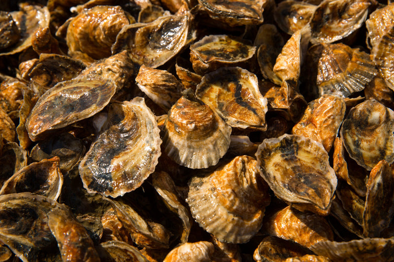 The Dollar Value of Shellfish as an Environmental Service | Lady Oyster