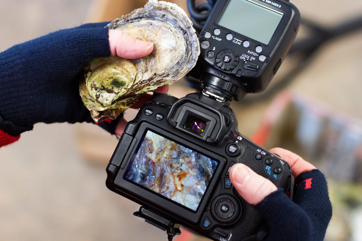 The Search for Hidden Beauty: Debbie Brady's Oyster Art | Lady Oyster