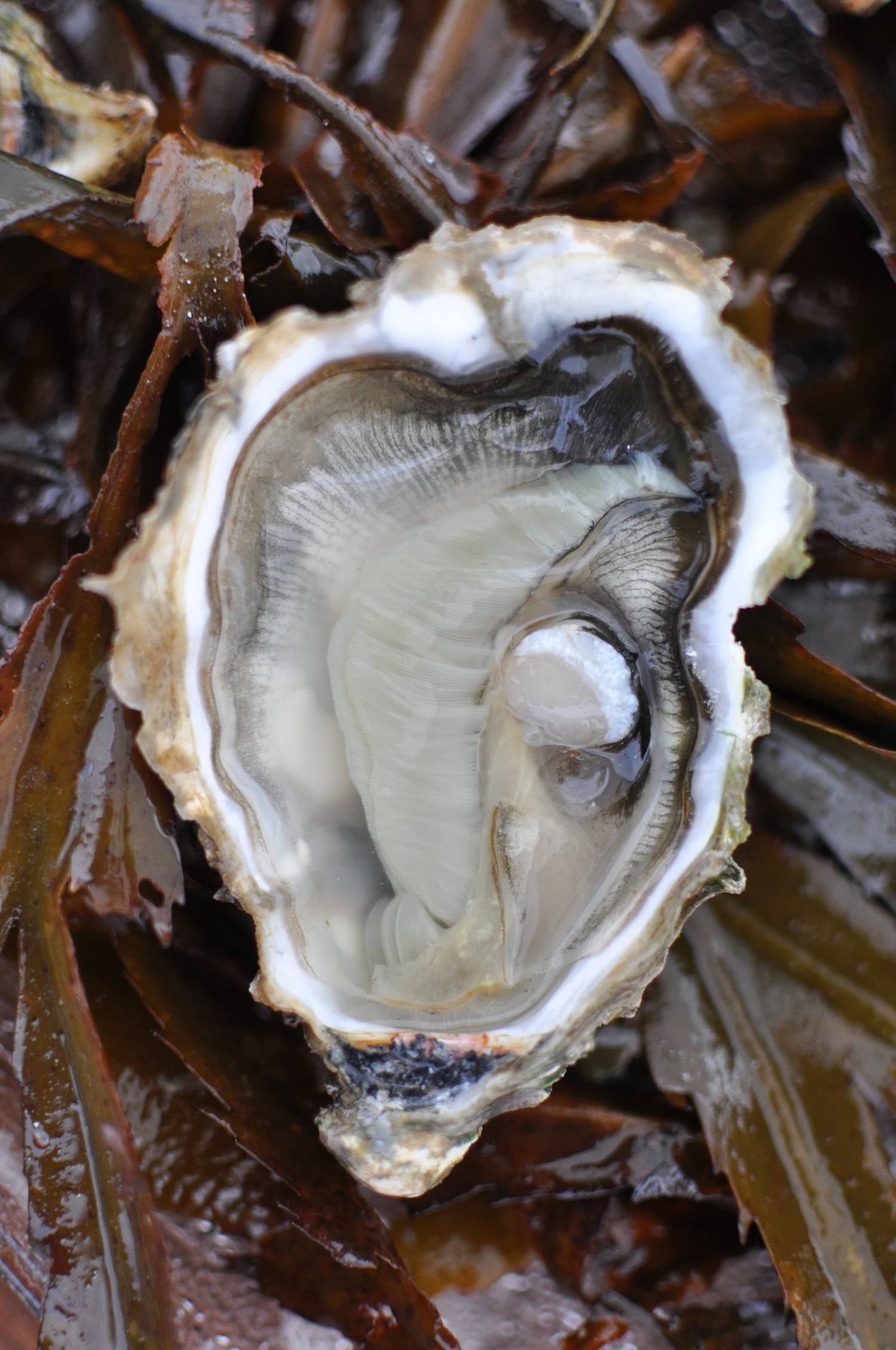 OYSTERVERSED - Your Guide to Oysters | Lady Oyster